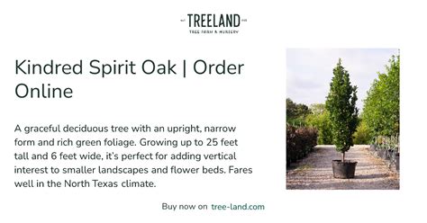 Kindred Spirit Oak Order Online Treeland Nursery