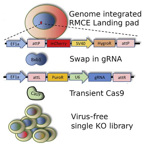 An Optimized Genome Wide Virus Free Crispr Screen For Mammalian Cells