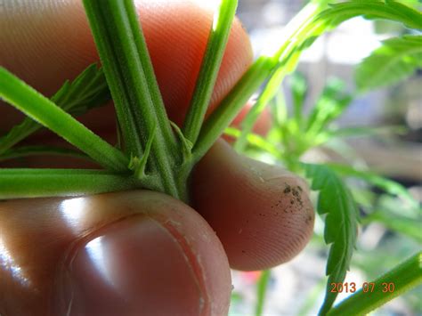 Sexing Help W HQ PICS Cannabis Cultivation Growery Message Board