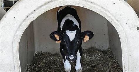 Veal Crates Album On Imgur