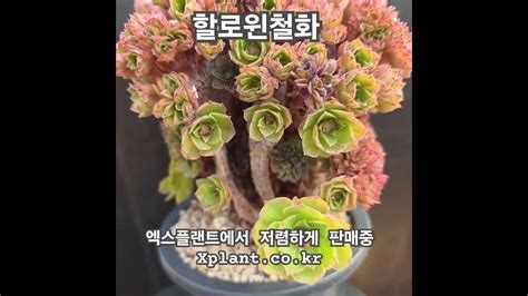 할로윈철화 다육이 다육식물 다육 Succulent 多肉植物 다육싸게파는곳 엑스플랜트 브롬톤다육 Youtube