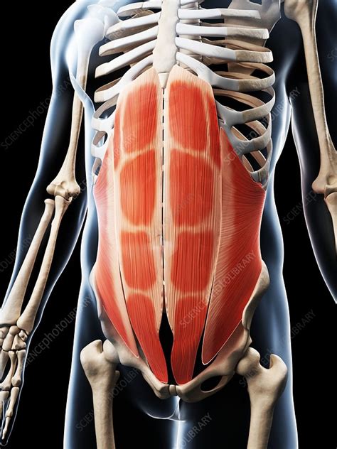 Human Abdominal Muscles Illustration Stock Image F0109195