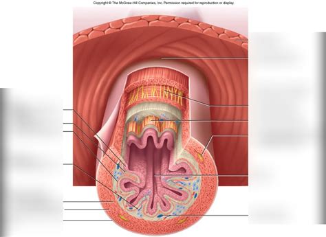 Bio 202 Enteric Plexus Lecture Image Diagram Quizlet