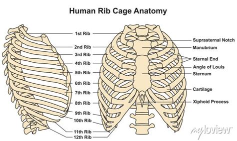 Human Rib Cage Anatomy Infographic Diagram Structure And Parts Posters For The Wall • Posters