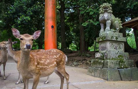 Nara Japon 8 Endroits à Visiter Absolument Dans La Ville Des Daims