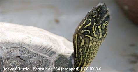 Reeves Turtle Care Resources