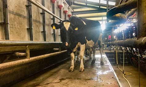 How One Farmer Tackled Somatic Cell Count With Technology Agrilandie