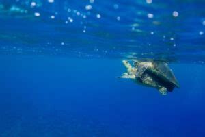 How Do Turtles Mate Vet Reviewed Reproduction Facts FAQ Hepper Pet Resources