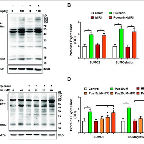 Effects Of Puerarin On Sumo2 Expression And Sumoylation In Mouse