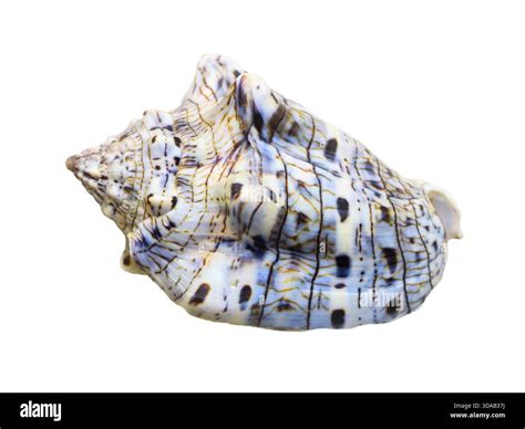 Shell Of Voluta Musica Or Music Volute Is A Species Of Sea Snail
