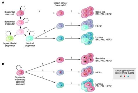 Jci Breast Cancer Origins And Evolution