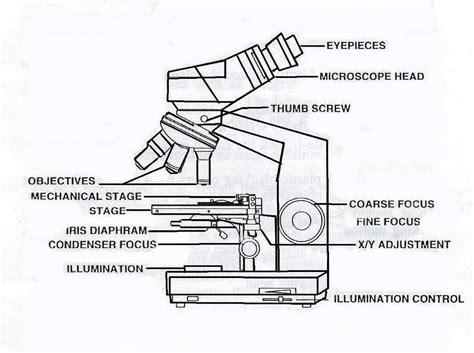 Parts Of A Dissecting Microscope
