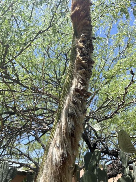 Cactus Identify In The Plant Id Forum