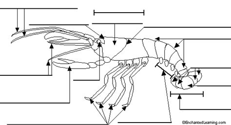 Crayfish Worksheet Biology Junction