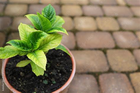 Leaves Of Hydrangea With Signs Of Mineral Deficiency In The Plant Lack