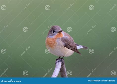 Lovely Bird With Orange Spot On Its Chin To Chest With Fluffy Feathers