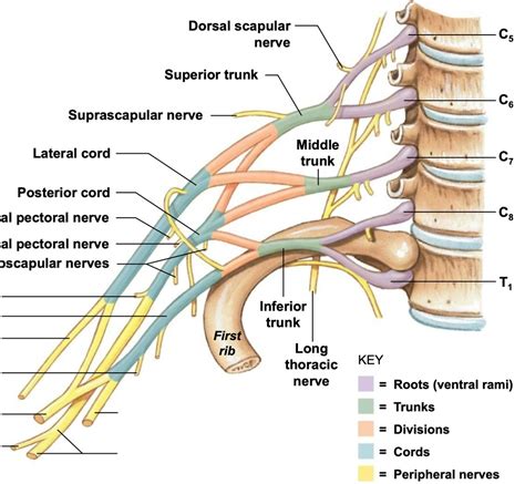 Brachial Plexus Diagram Quizlet