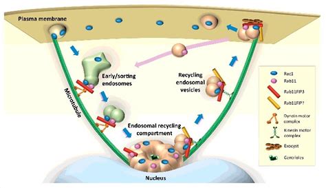 The Functional Interplay Of Rab11 Fip3 And Rho Proteins On The