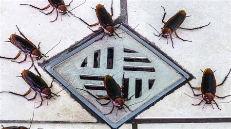A Pest Company Wants To Free 100 Cockroaches In Your Home For 2000