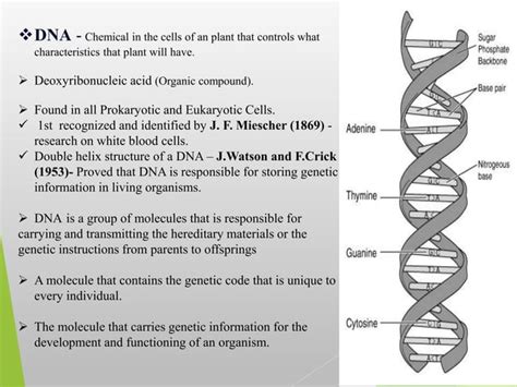 Dna And Rna Structure Functions Types Difference Similarities