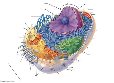 Cell Diagram Quizlet