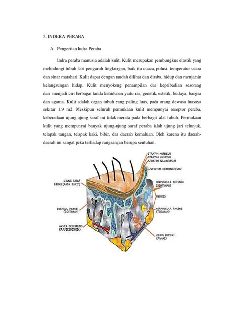 Gambar Indra Peraba 52 Koleksi Gambar