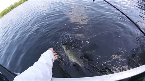 Catching Spawning Bassmay 2018 Youtube