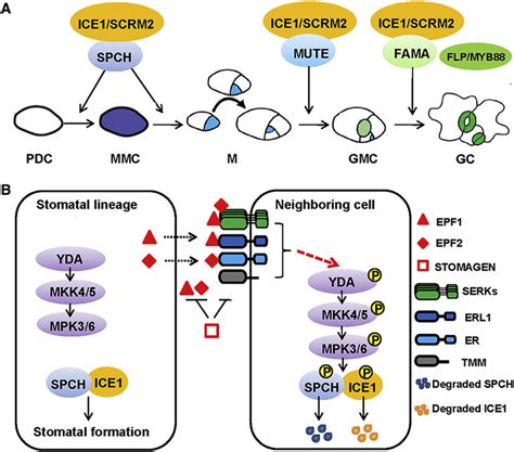 Schematic Model Of The Signal Transduction Networks Regulating Stomatal Download Scientific