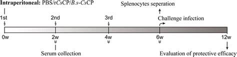 Schematic Of The Experimental Scheme RCsCP Pure Recombinant CsCP Download Scientific Diagram