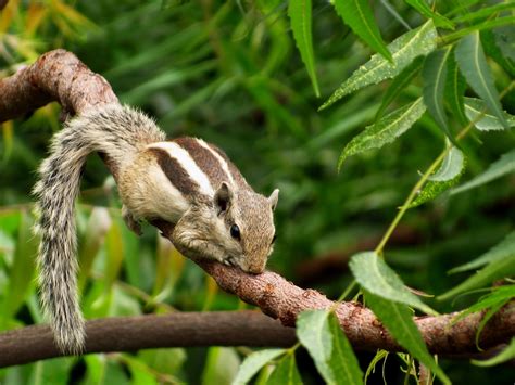 Chipmunk Wallpapers 44 Images Wallpapercat