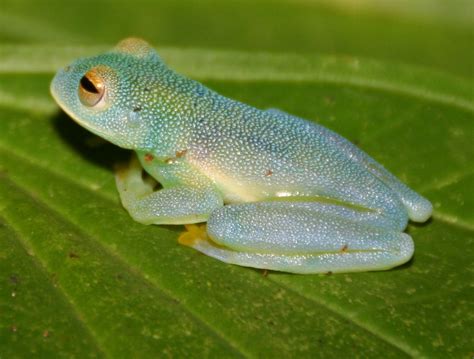 Glass Frogs Wallpapers Wallpaper Cave