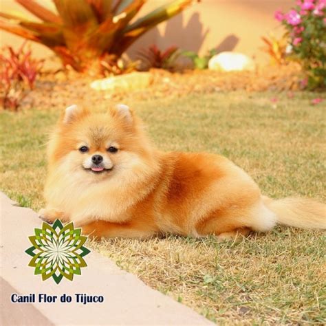 Spitz Alemão Laranja Adulto Valor Poconé Spitz Alemão Laranja Macho