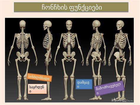 საყრდენ მამოძრავებელი სისტემა Calameo Downloader