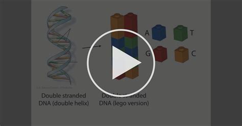 lecture how dna gets copied dna sequencing strings and matching