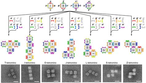 清华研究团队开发实现dna纳米结构动态转换的新方法 字节点击