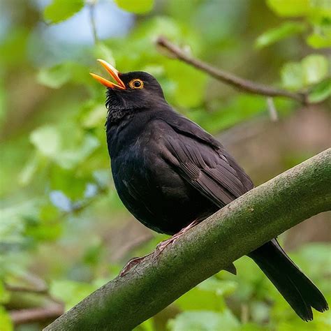 40 Unique Black Birds With Orange Beaks With Pictures