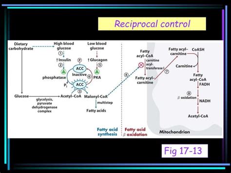 Chemistry And Metabolism Of Lipid Fatsynthesis With Case Studies Ppt