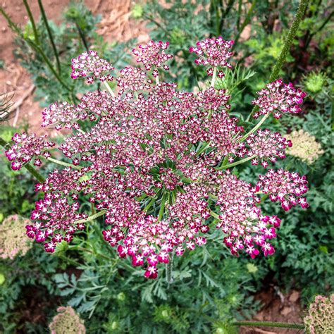 How To Plant Queen Anne S Lace At Lauren Beeston Blog