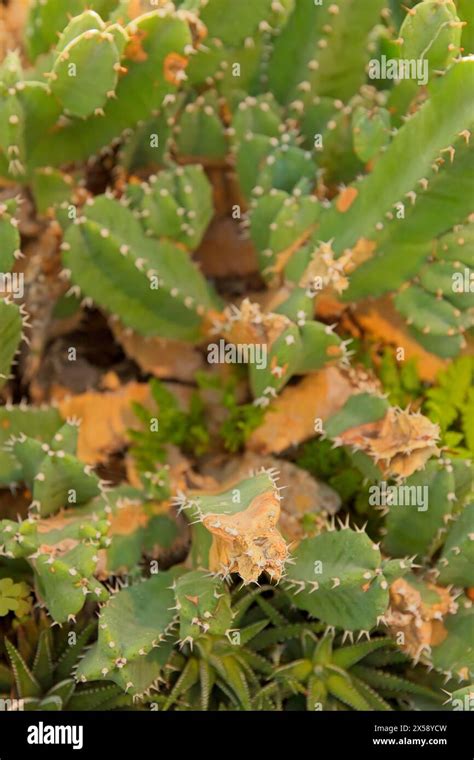 Closeup Of Euphorbia Resinifera The Resin Spurge Is A Species Of