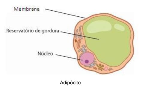 Tecido Adiposo Histologia Interativa