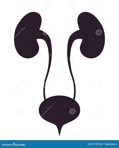 Urinary System Anatomy Incontinence Biology Infection Uti Ureter