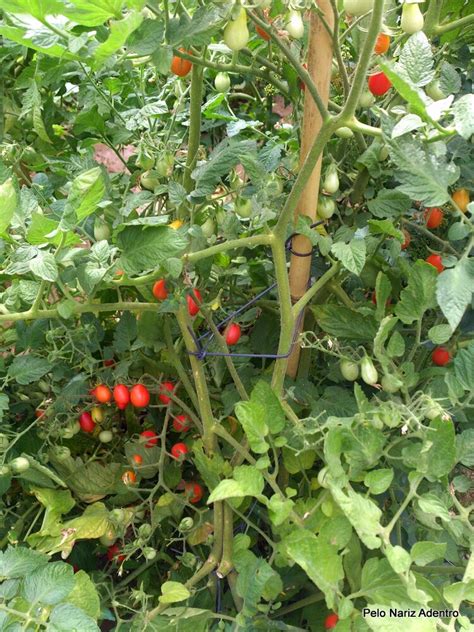 Pelo Nariz Adentro Tomatinhos Mini Xuxamini Xuxa