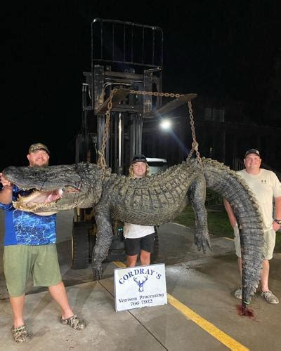 Abbeville Resident Catches 13 Foot Alligator In Lake Marion Sports