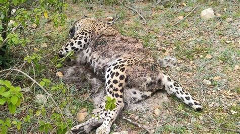 Leopard Found Dead In Forest In Chittoor District The Hindu