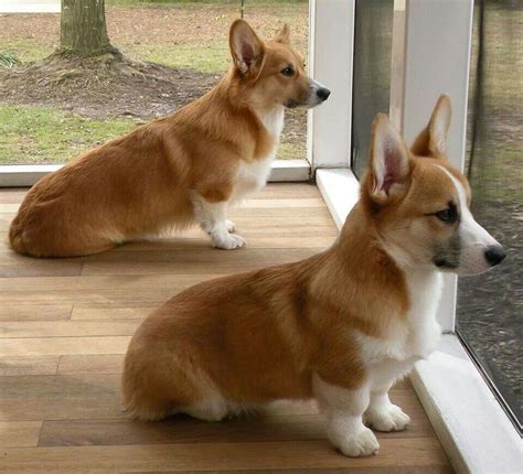 Miniature Welsh Corgi