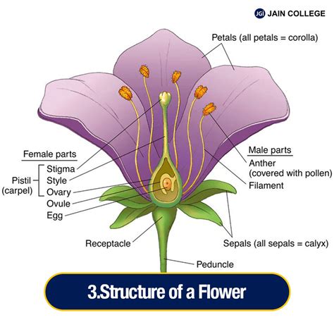 Stigma Plant Anatomy