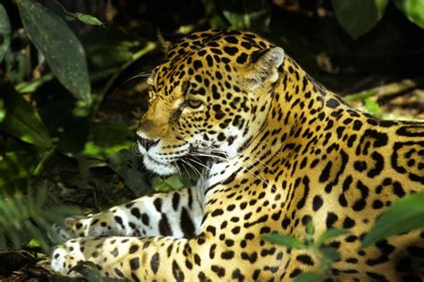 Wild Jaguar Cat Isolated On White Stock Image Image Of Dangerous