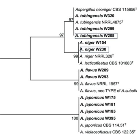 Cladogram Of Bacterial Species Download Scientific Diagram
