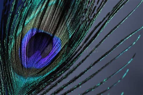 One Beautiful Peacock Feather On Grey Background Closeup Stock Image