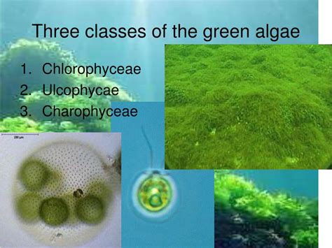 Ppt Ch 15 Cont Green Algae And Slime Mold Green Algea Phylum